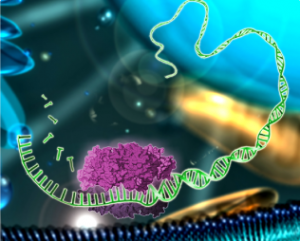 Coronavirus/SARS-CoV-2 Accessory Materials | ITSBio