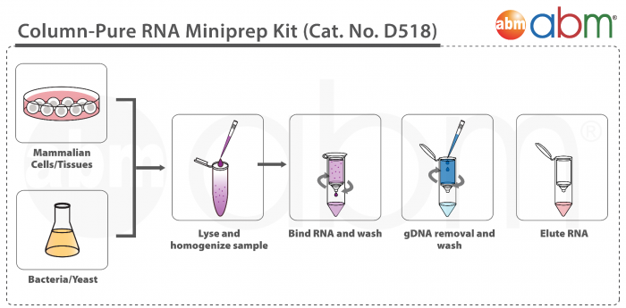 column-pure-rna-miniprep-kit_d518_workflow_v2_1 | ITSBio